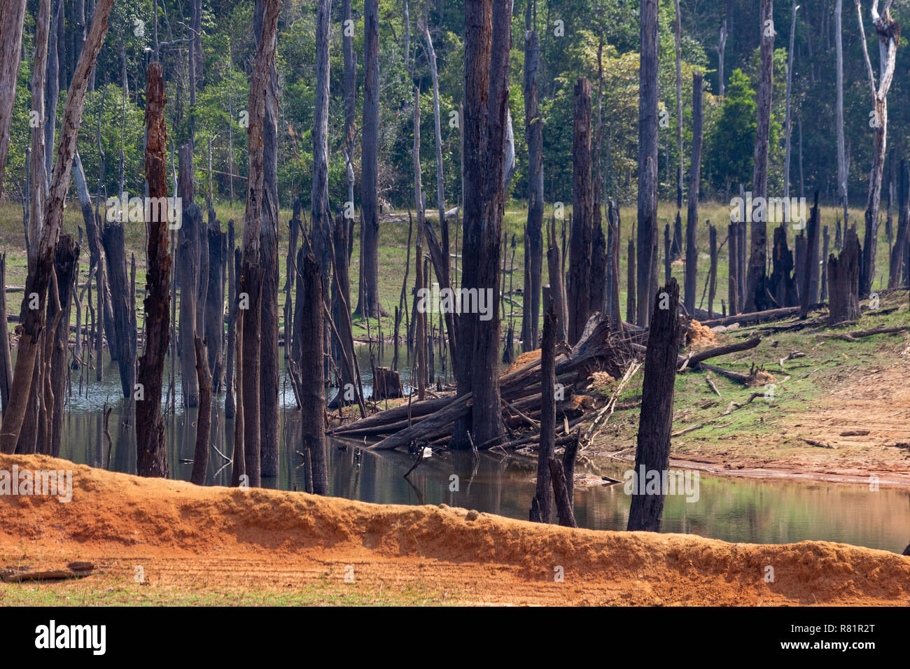 Thakhek, Laos - April 20, 2018: Dead trees surrounded by forest near ...