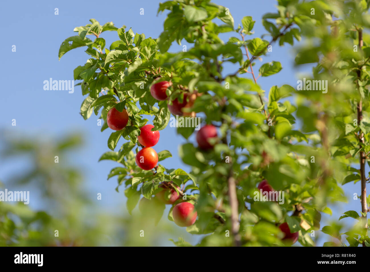 Red mirabelle cherry plums - Prunus domestica syriaca lit by sun ...