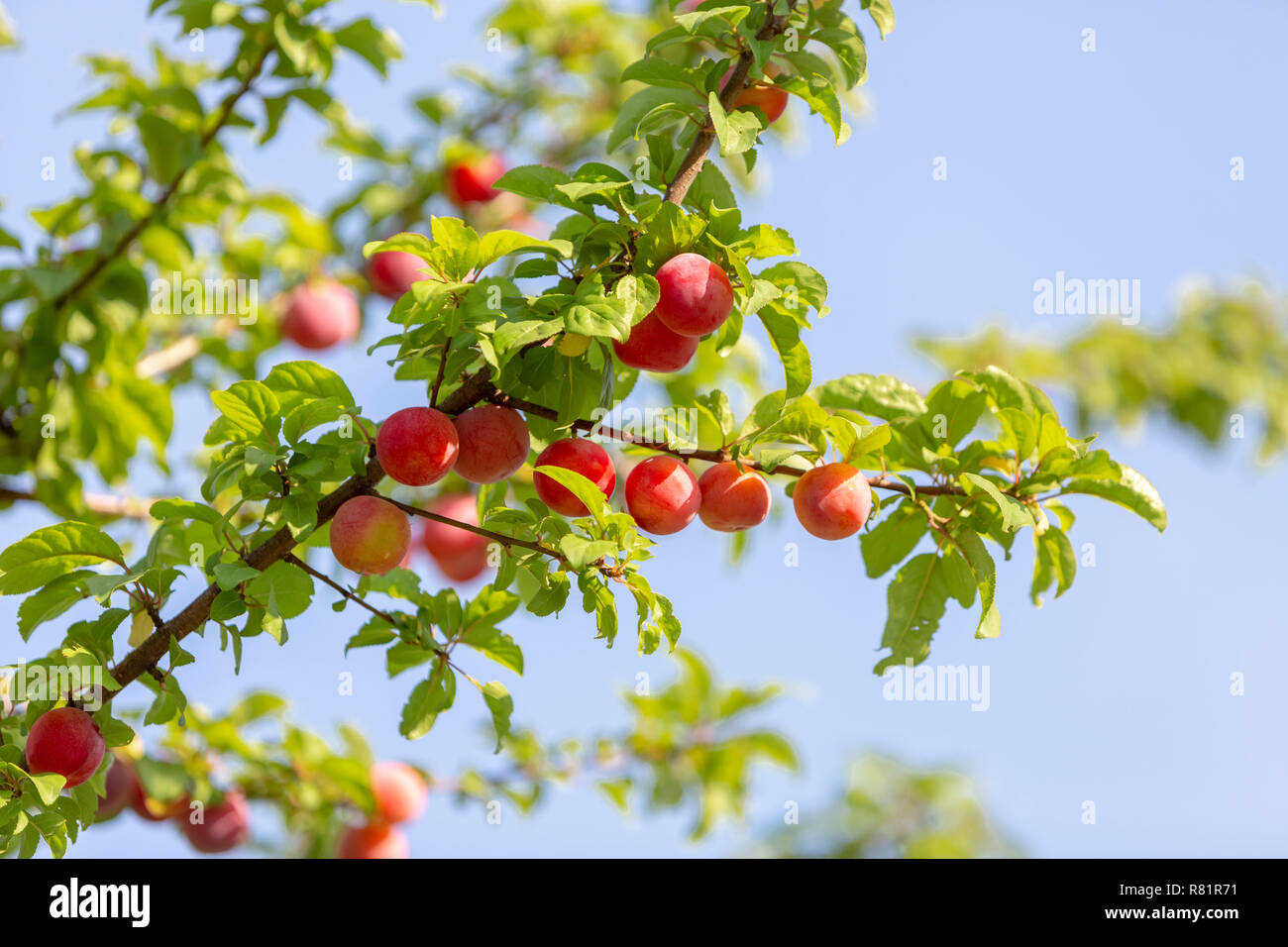 Red mirabelle cherry plums - Prunus domestica syriaca lit by sun ...