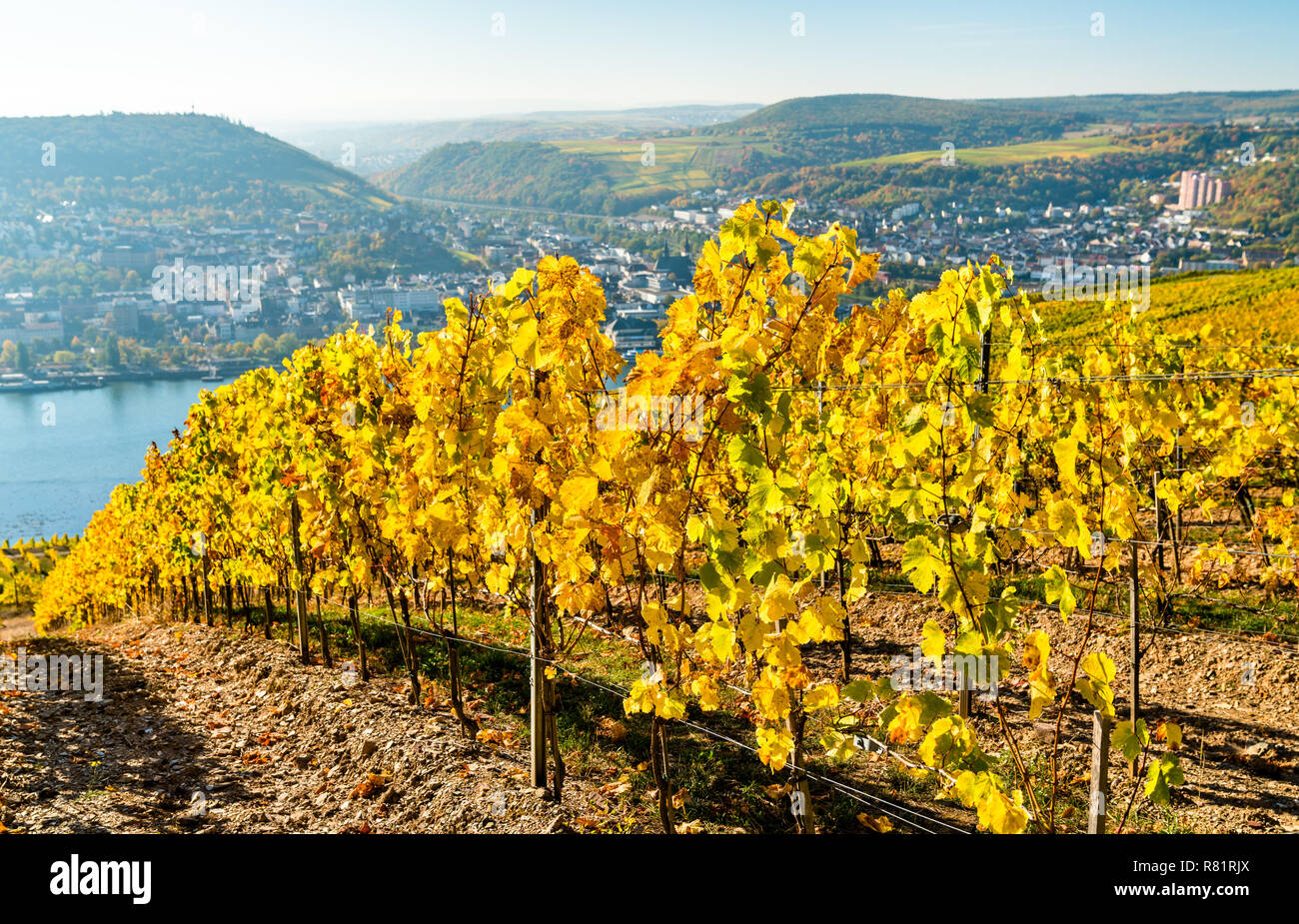Vineyards of Rudesheim in the Rhine Gorge in Germany Stock Photo - Alamy