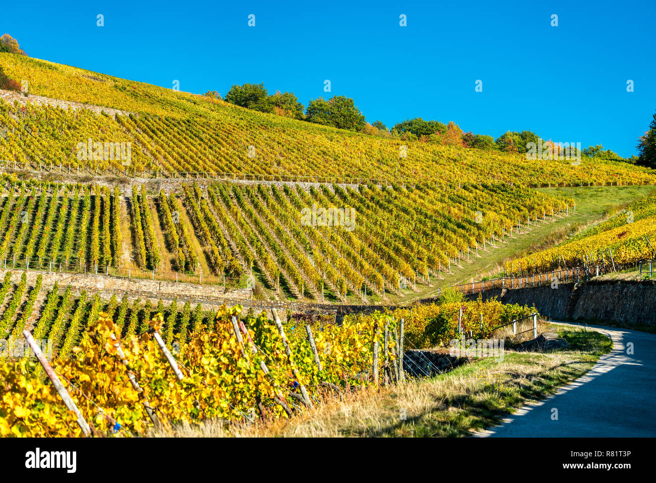 Rheingau vineyards at Assmannshausen in the Upper Middle Rhine Valley ...