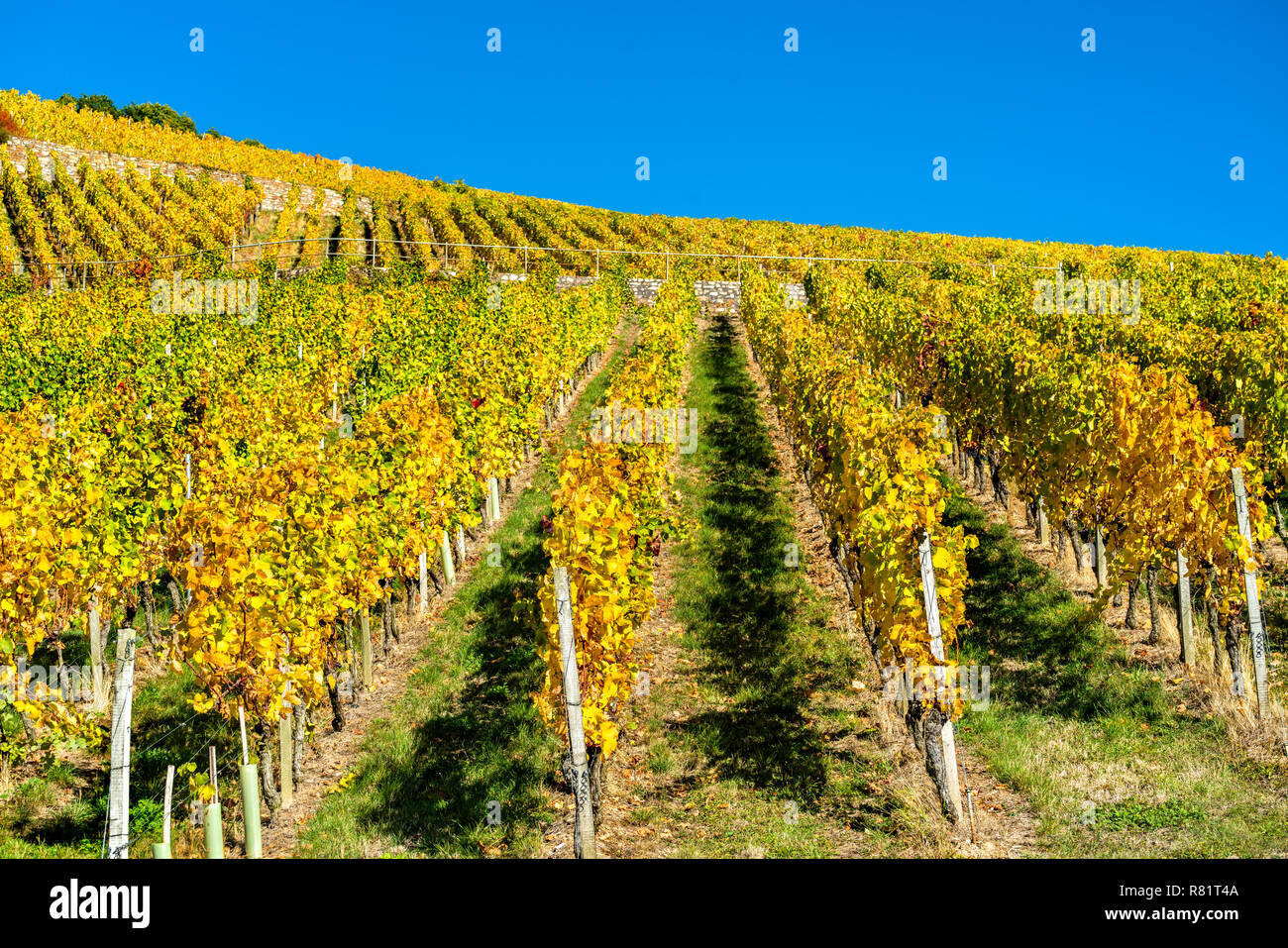 Rheingau vineyards at Assmannshausen in the Upper Middle Rhine Valley ...
