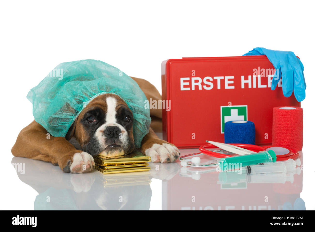 Puppy with first aid kit Stock Photo - Alamy