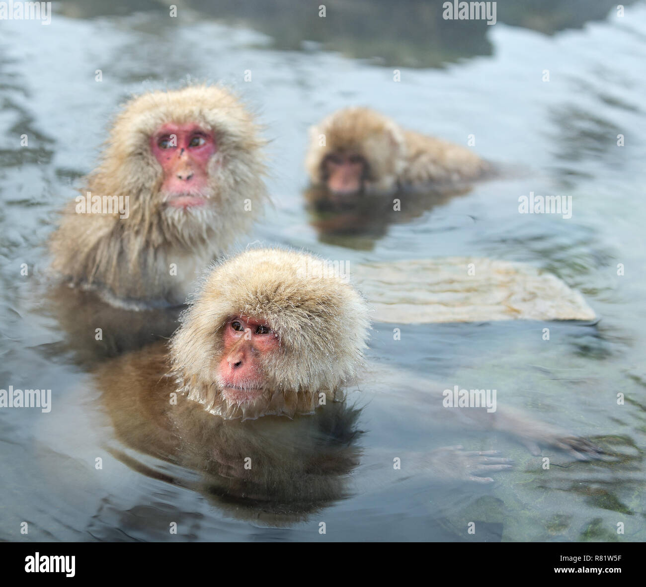 Japanese macaques in the water of natural hot springs. The Japanese ...
