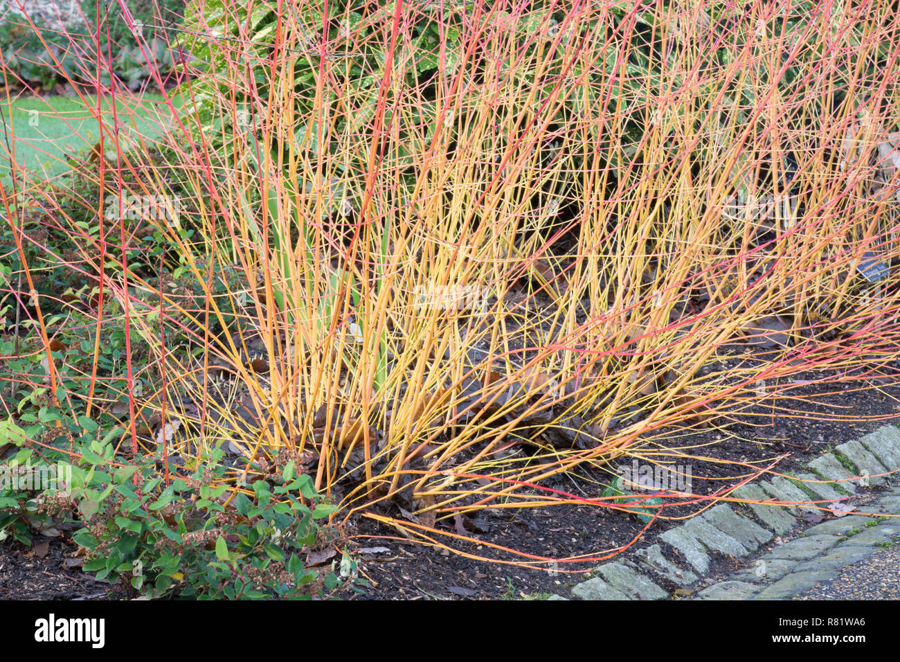 Cornus sanguinea midwinter fire hi-res stock photography and images - Alamy