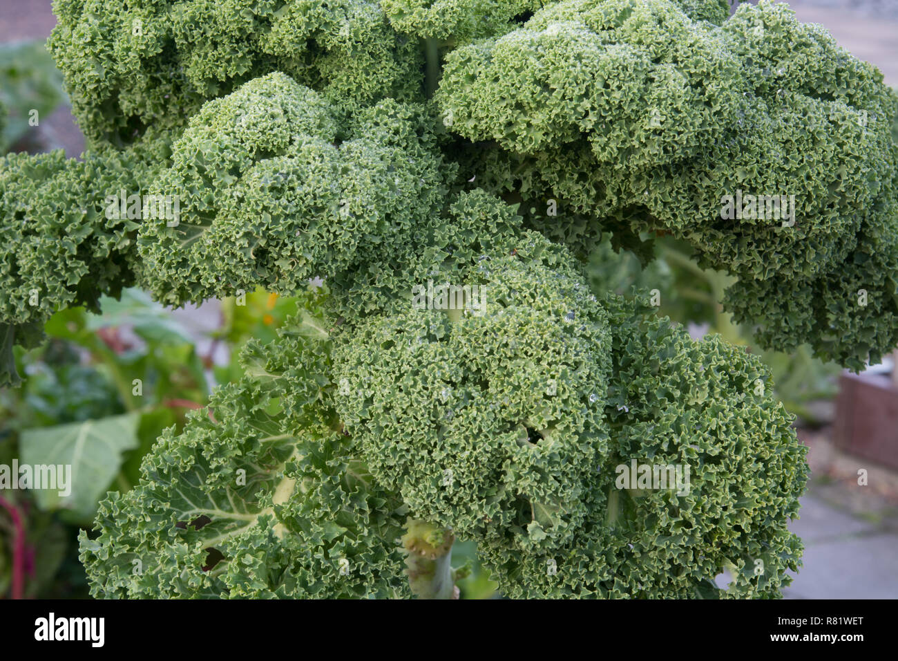 Dwarf kale hi-res stock photography and images - Alamy