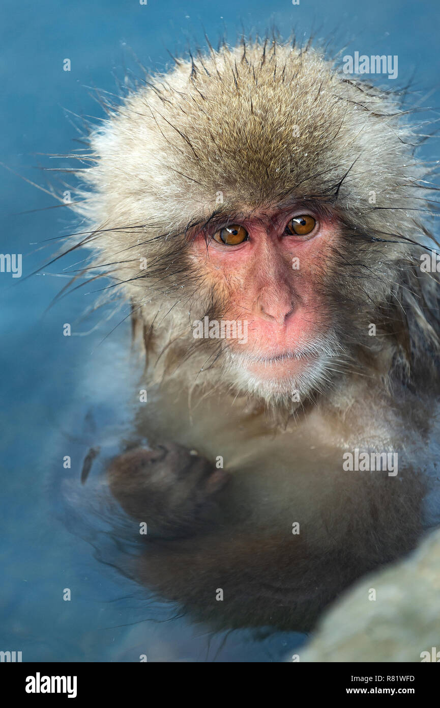 Japanese macaque in the water of natural hot springs. The Japanese ...