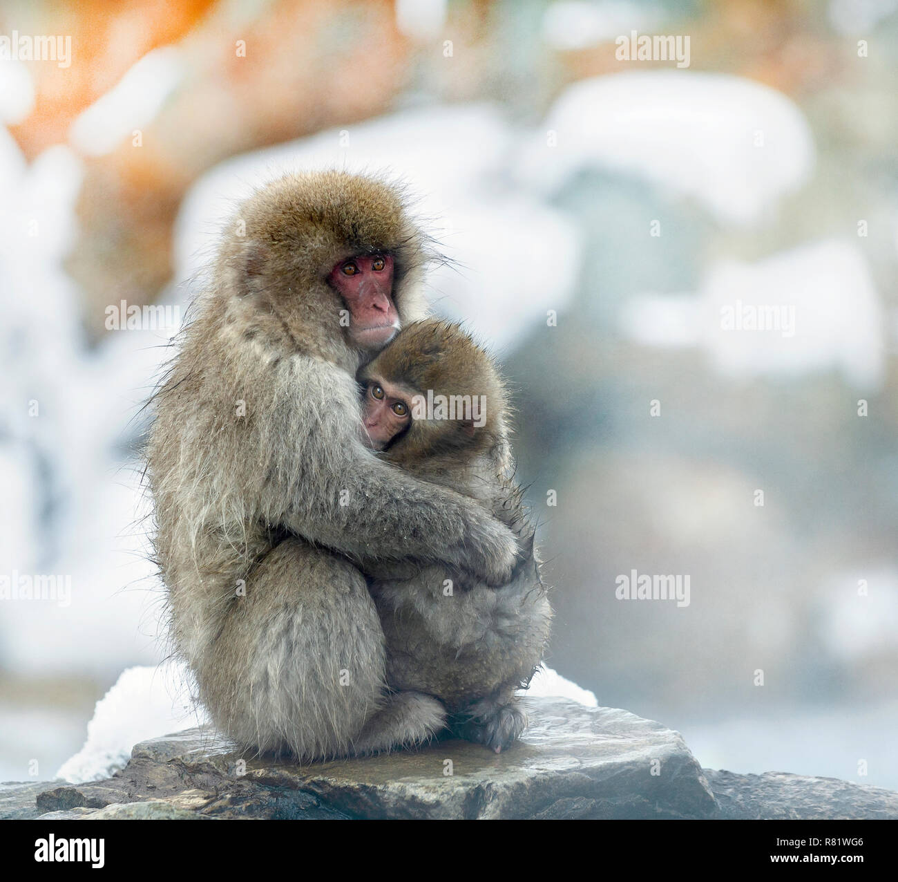 Japanese macaque and cub. The Japanese macaque ( Scientific name ...