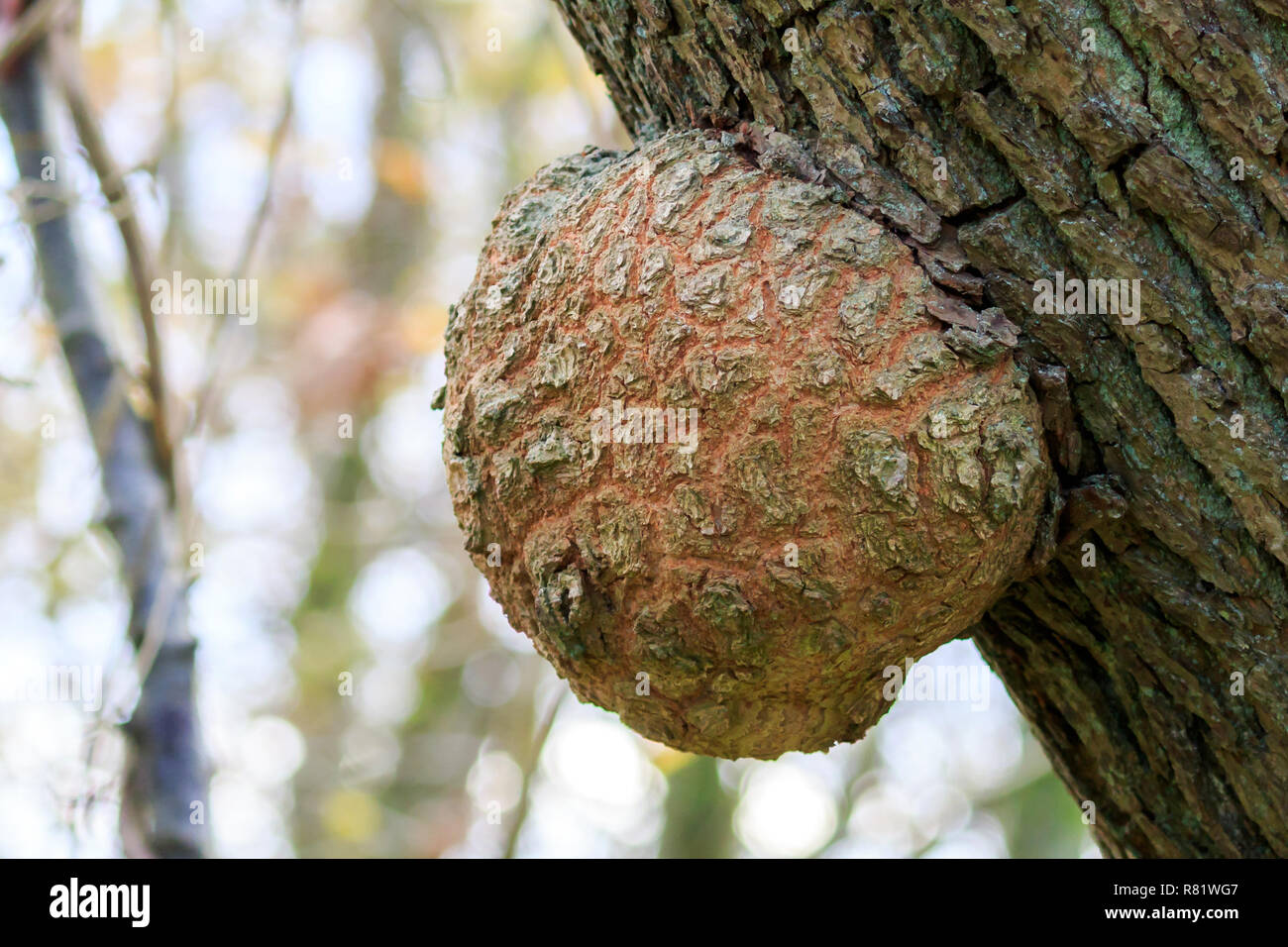 Curly oak hi-res stock photography and images - Alamy