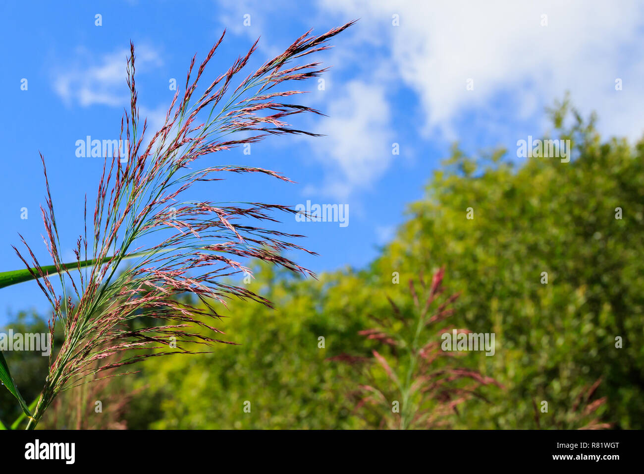 Red reed grass hi-res stock photography and images - Alamy