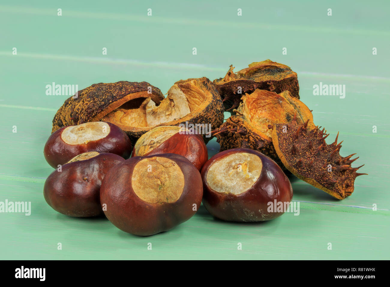 Close up on the nuts and shells of the Horse Chestnut tree Stock Photo ...