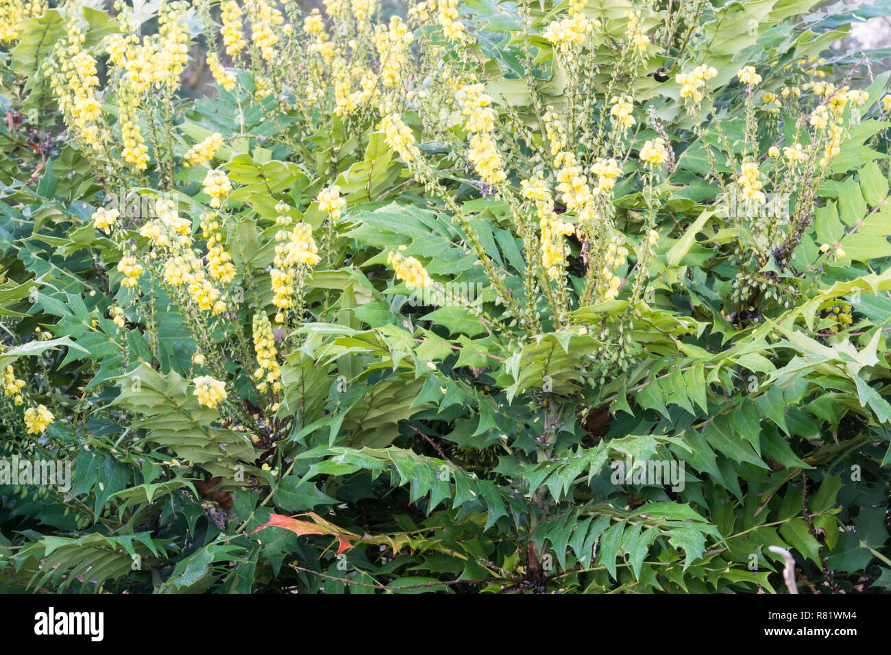 Mahonia winter sun hi-res stock photography and images - Alamy
