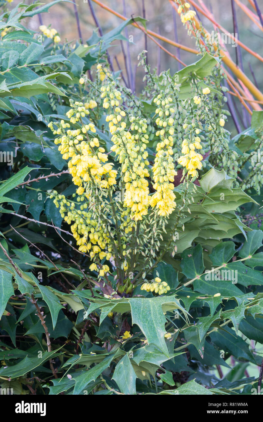 Mahonia Winter Sun High Resolution Stock Photography and Images - Alamy