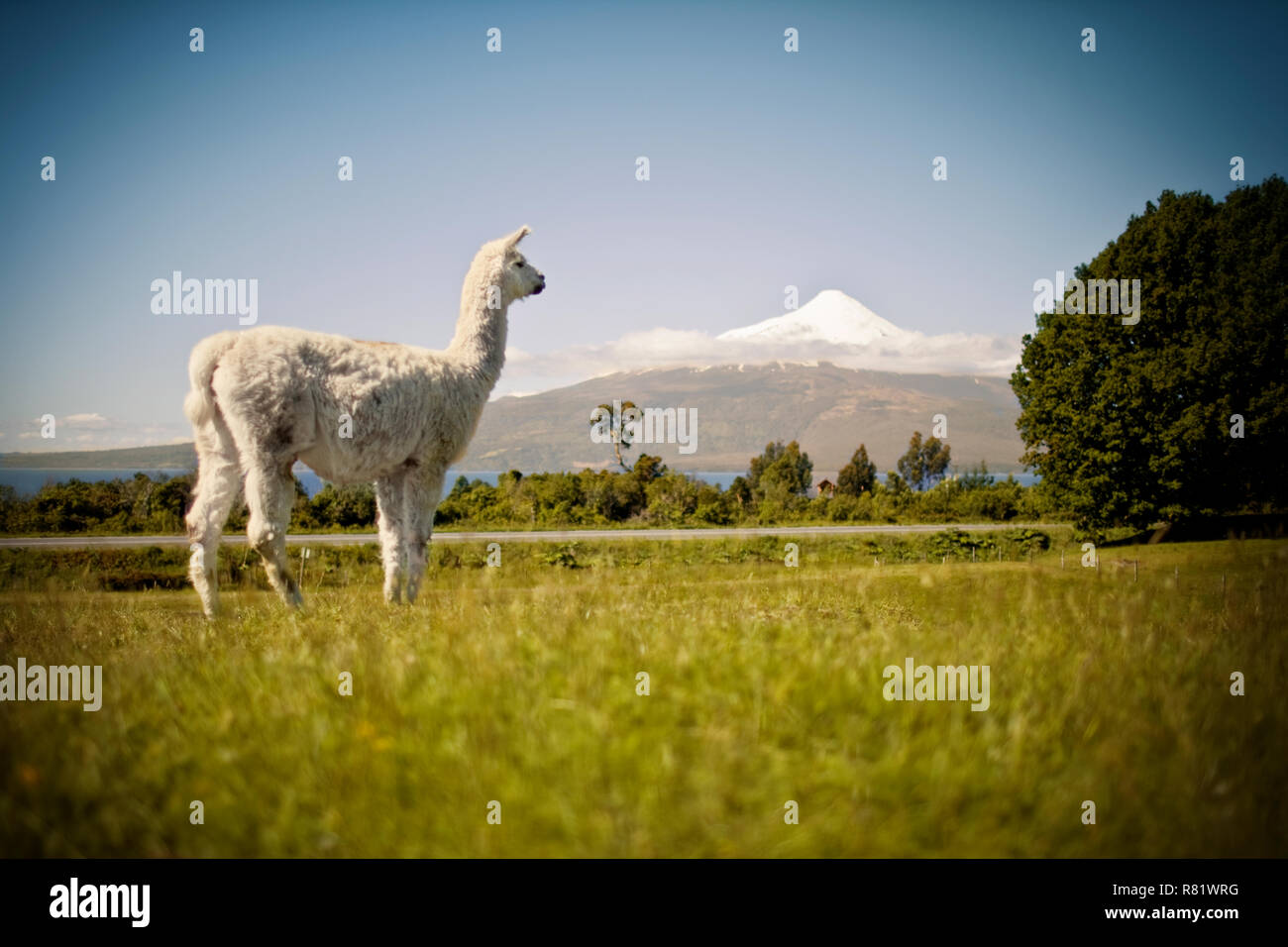 Llamas paddocks hi-res stock photography and images - Alamy