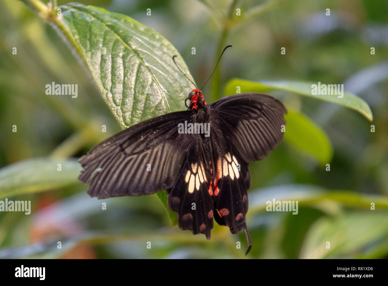 Common Rose butterfly (Pachliopta aristolochiae) in the Butterfly ...