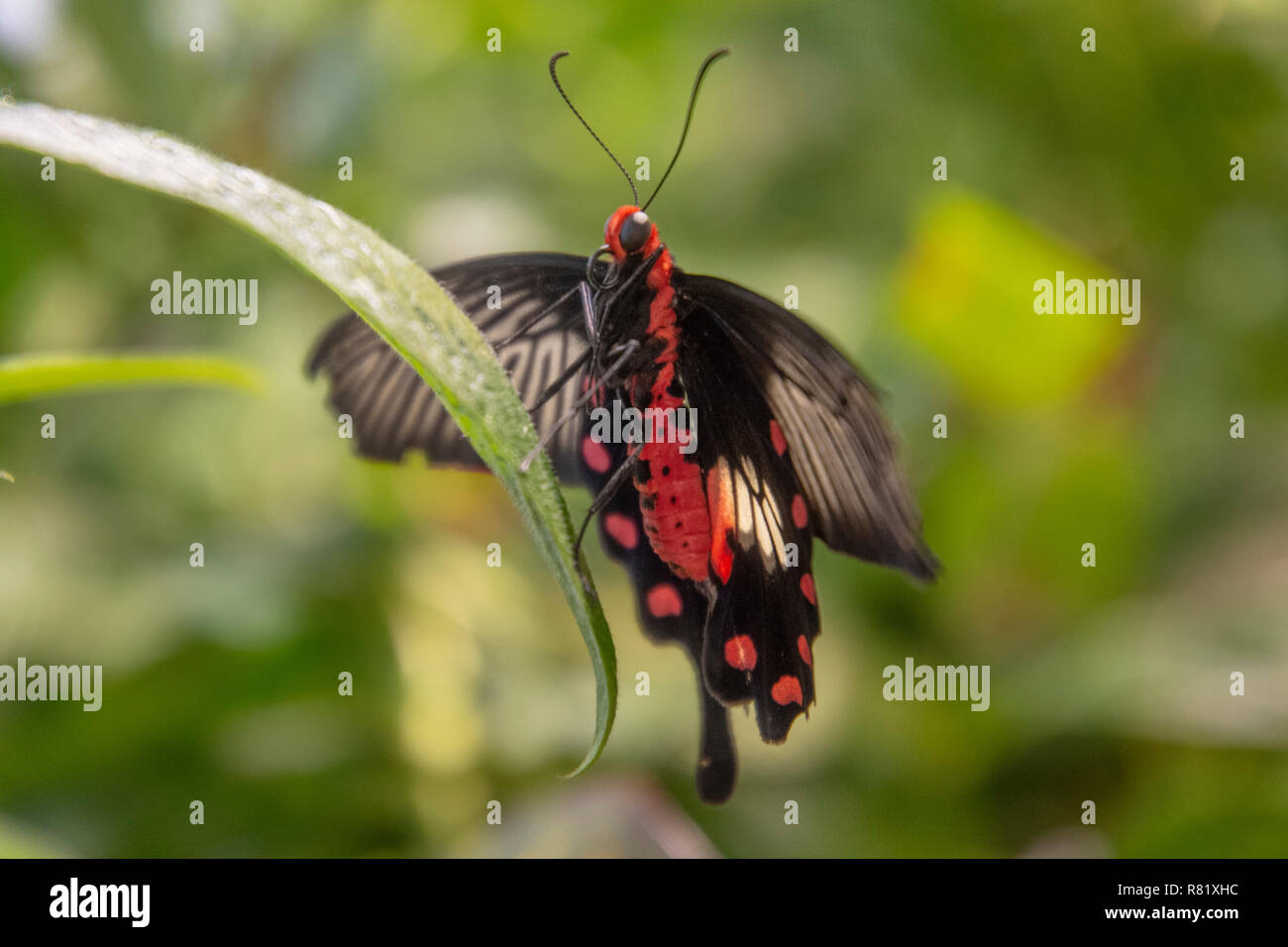 Common Rose butterfly (Pachliopta aristolochiae) in the Butterfly ...