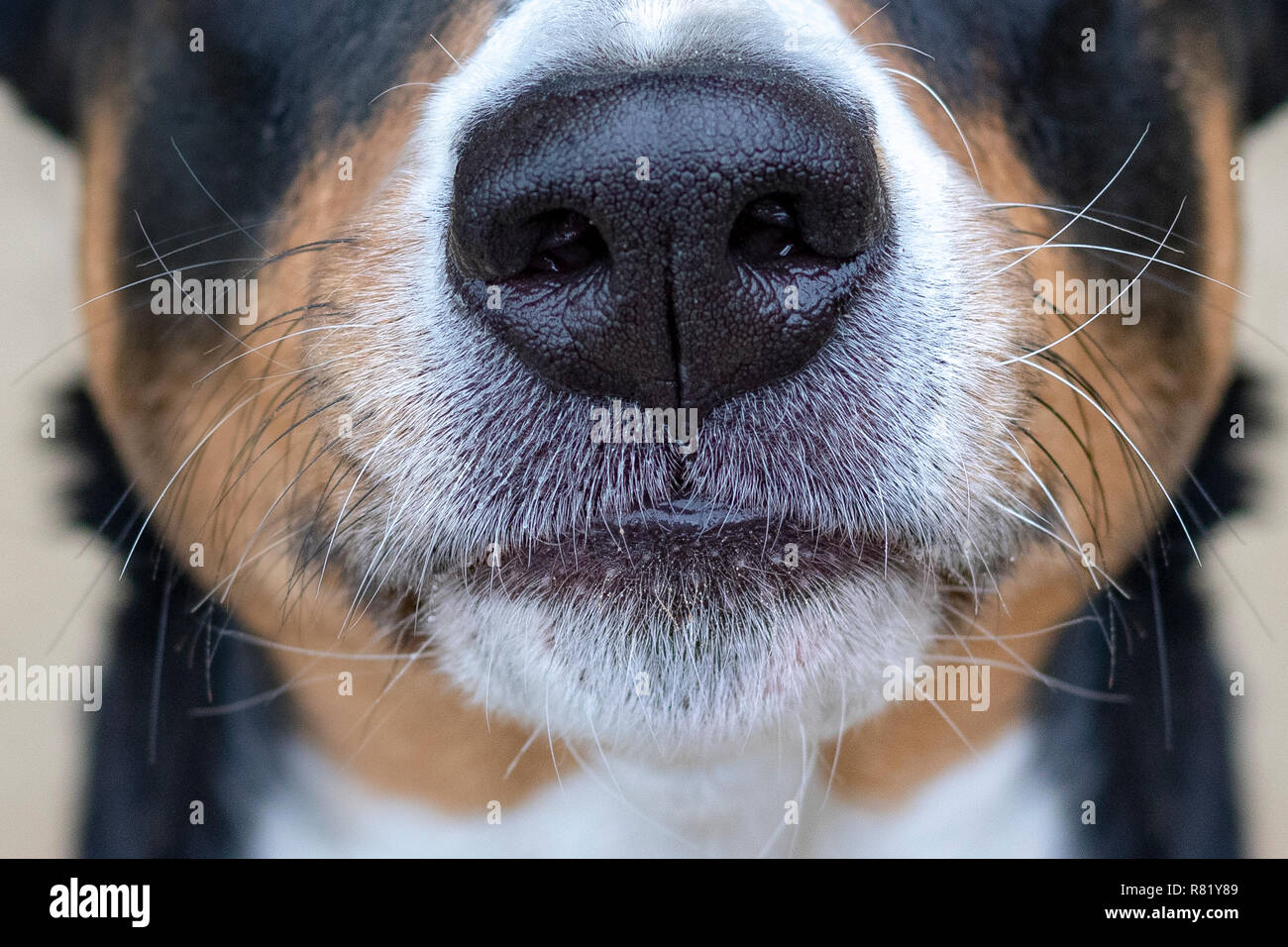 Closeup nose hi-res stock photography and images - Alamy