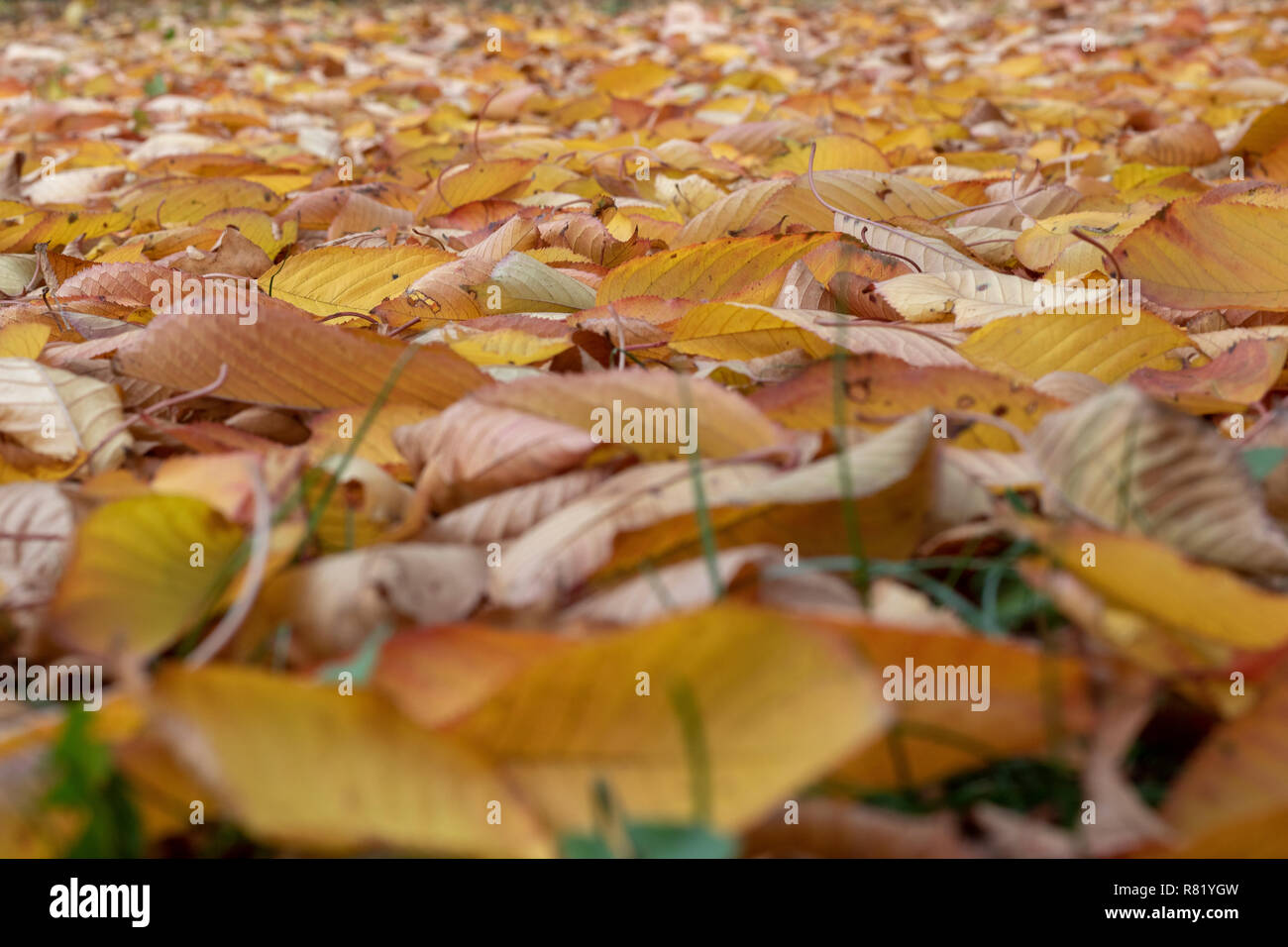 Colorful autumn leaves Stock Photo - Alamy