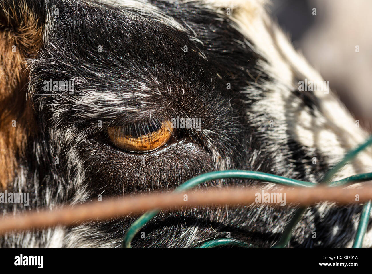 Goat looking over fence hi-res stock photography and images - Alamy