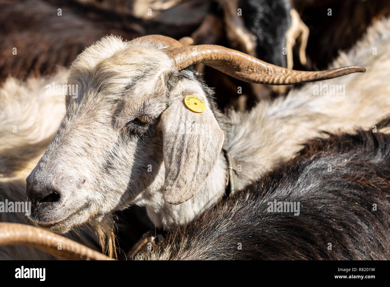 Canary Islands Goat High Resolution Stock Photography and Images - Alamy