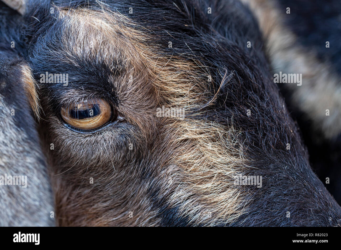 Goats eye hi-res stock photography and images - Alamy