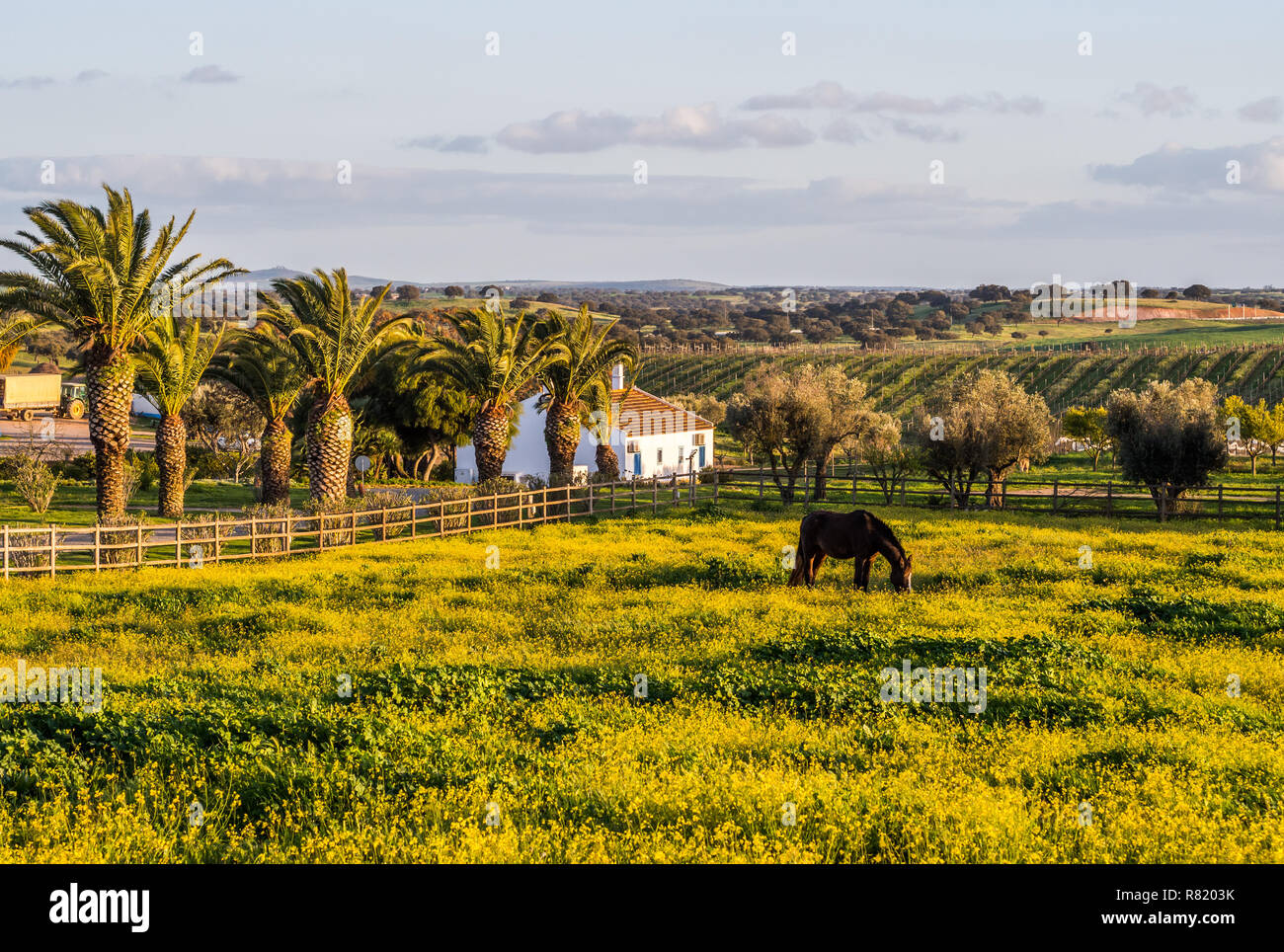 Alentejano wine hi-res stock photography and images - Alamy