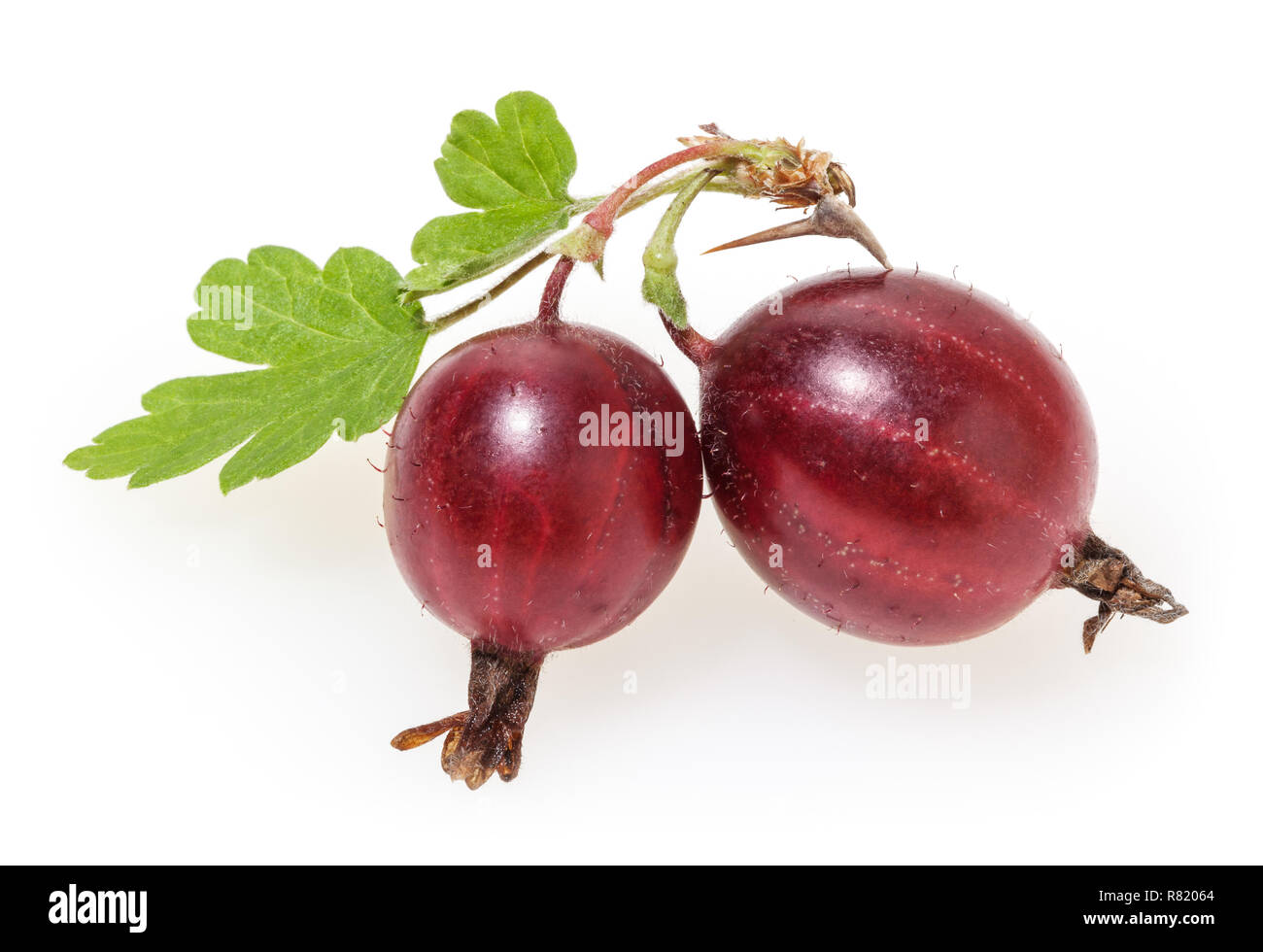 Red gooseberries with green leaves isolated on white background Stock ...