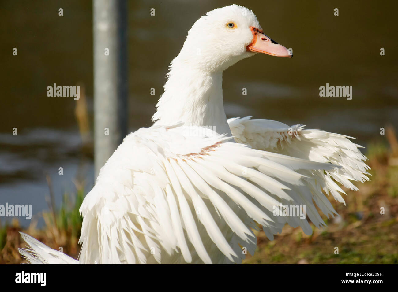 Peking ente hi-res stock photography and images - Alamy