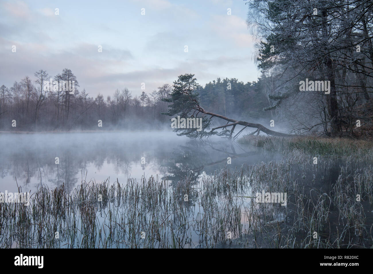 Sloping tree hi-res stock photography and images - Alamy