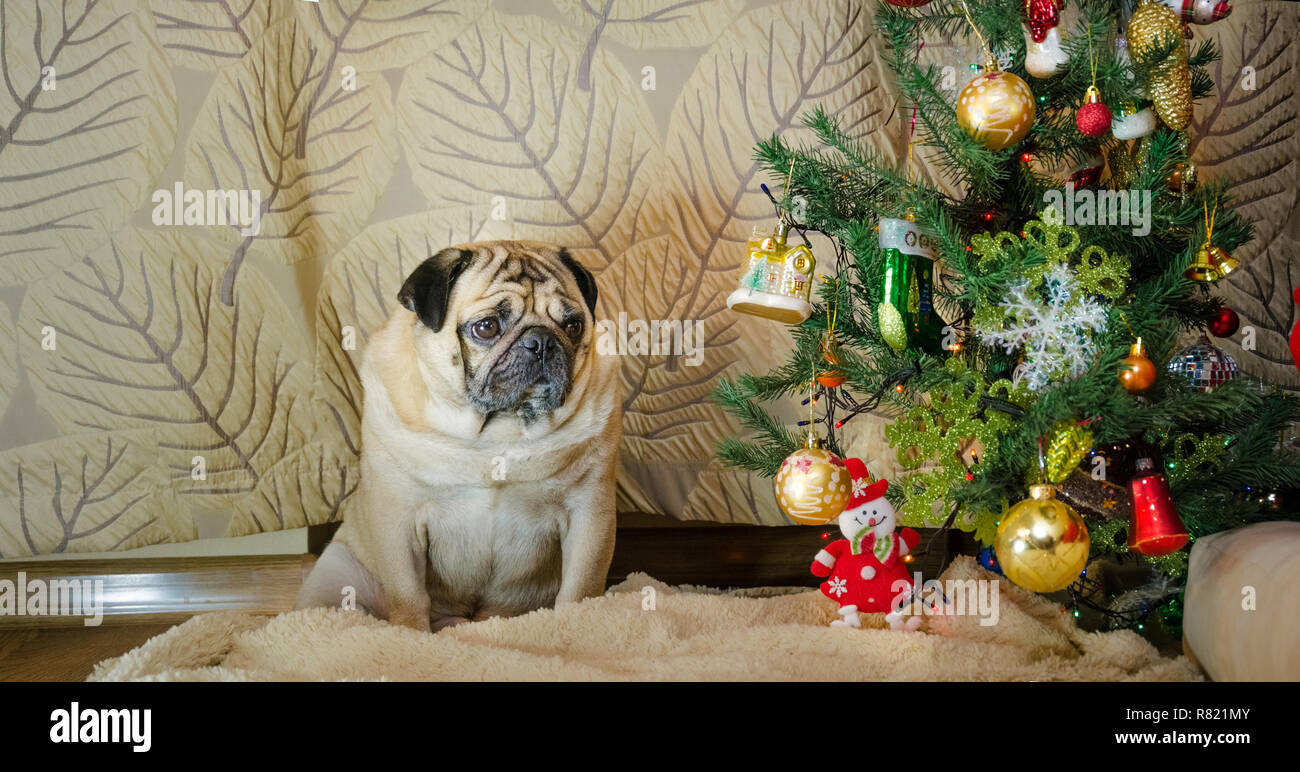 Sad christmas tree hi-res stock photography and images - Alamy