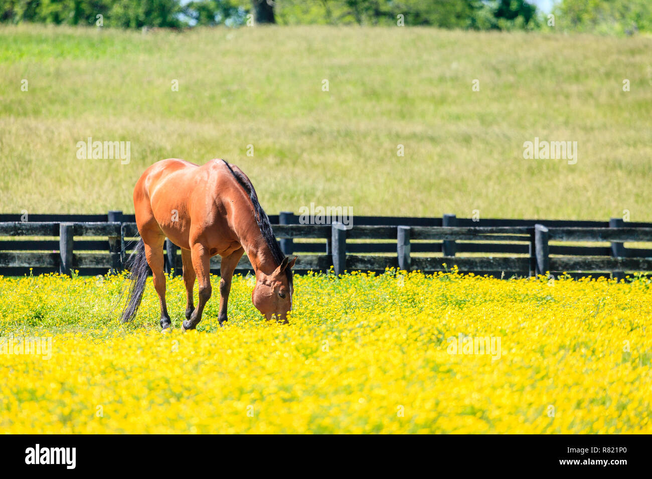 Beautiful chestnut mare on a farm in Central Kentucky Stock Photo - Alamy