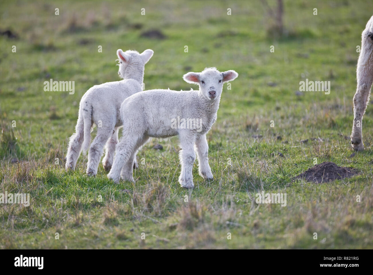 Green paddock hi-res stock photography and images - Alamy