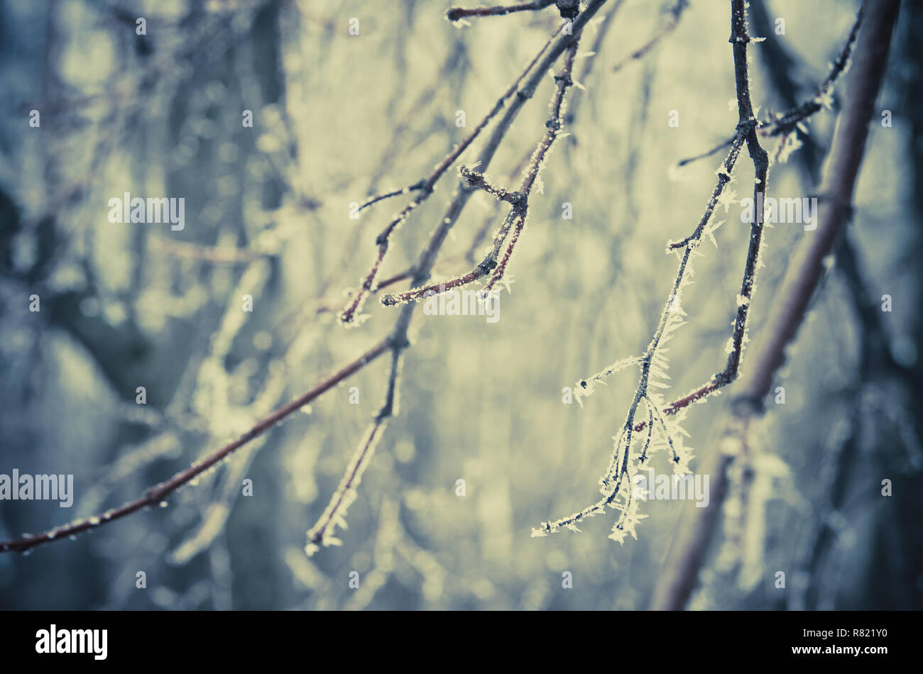 Frozen twigs hi-res stock photography and images - Alamy