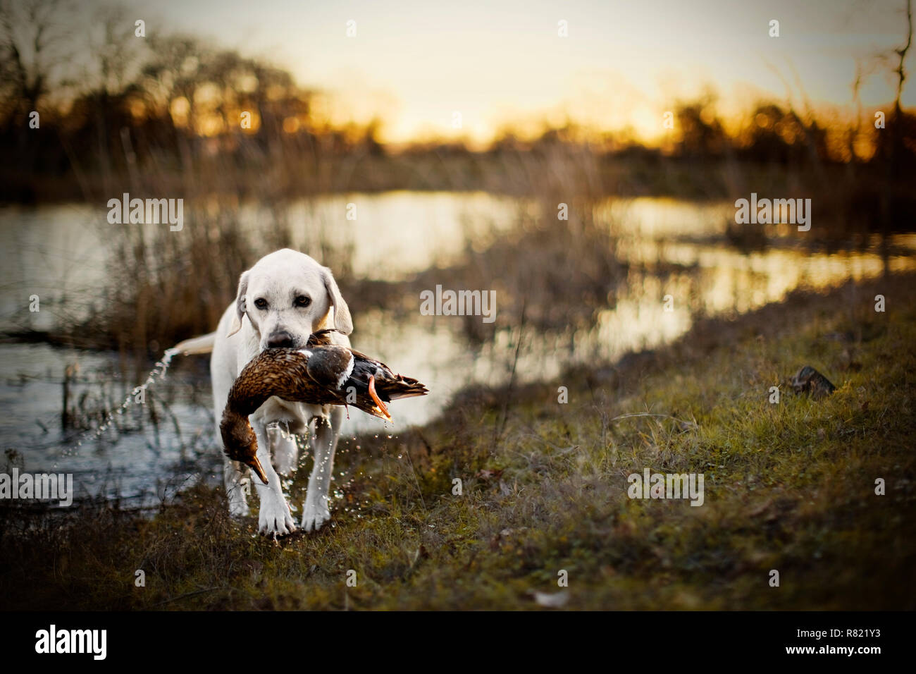 Labrador retriever holding duck hi-res stock photography and images - Alamy