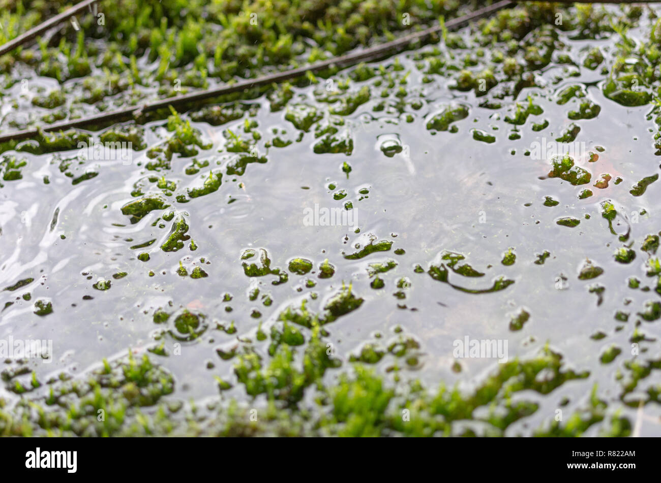 Moss under water. Water under water. Puddle on the lawn. Natural ...