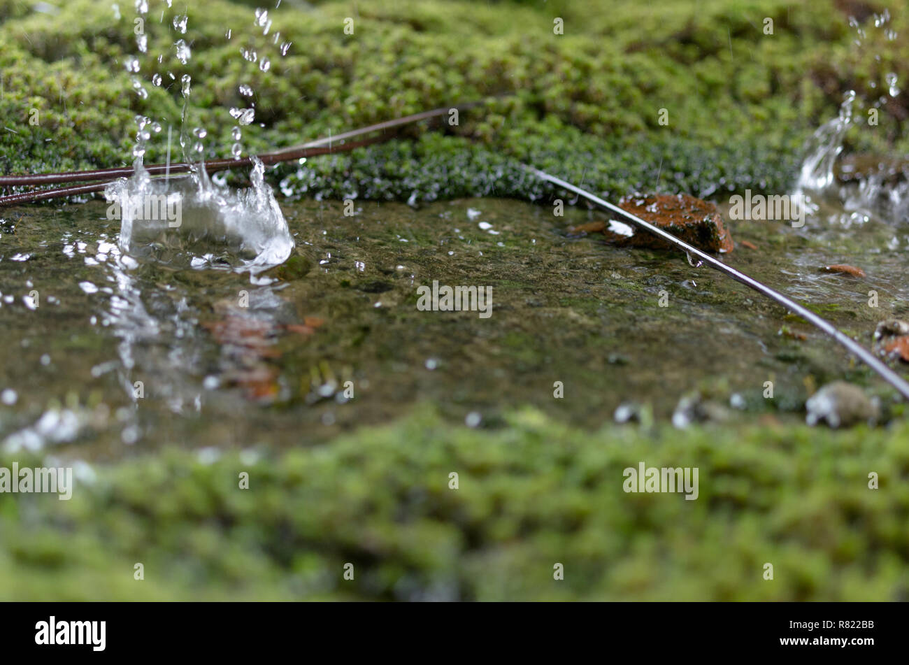 Raindrops in a puddle. Splashes from the puddle. Spring rain Stock ...
