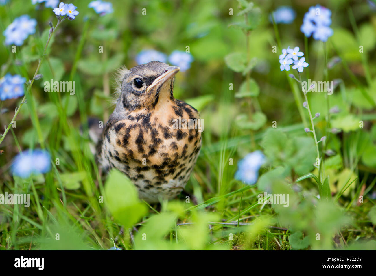 Young bluebird on nature background Stock Photo - Alamy