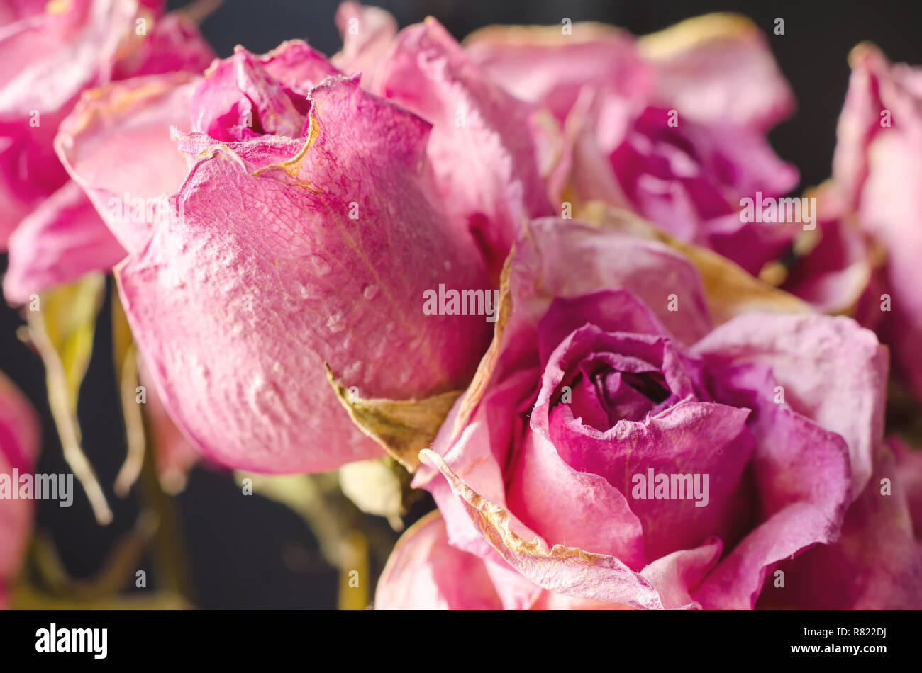 Faded pink roses hi-res stock photography and images - Alamy