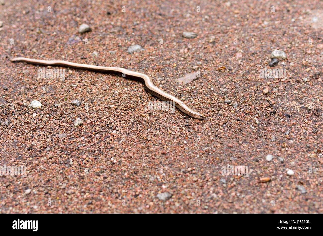 Little creeping snake. Thin and short snake. Top view Stock Photo - Alamy