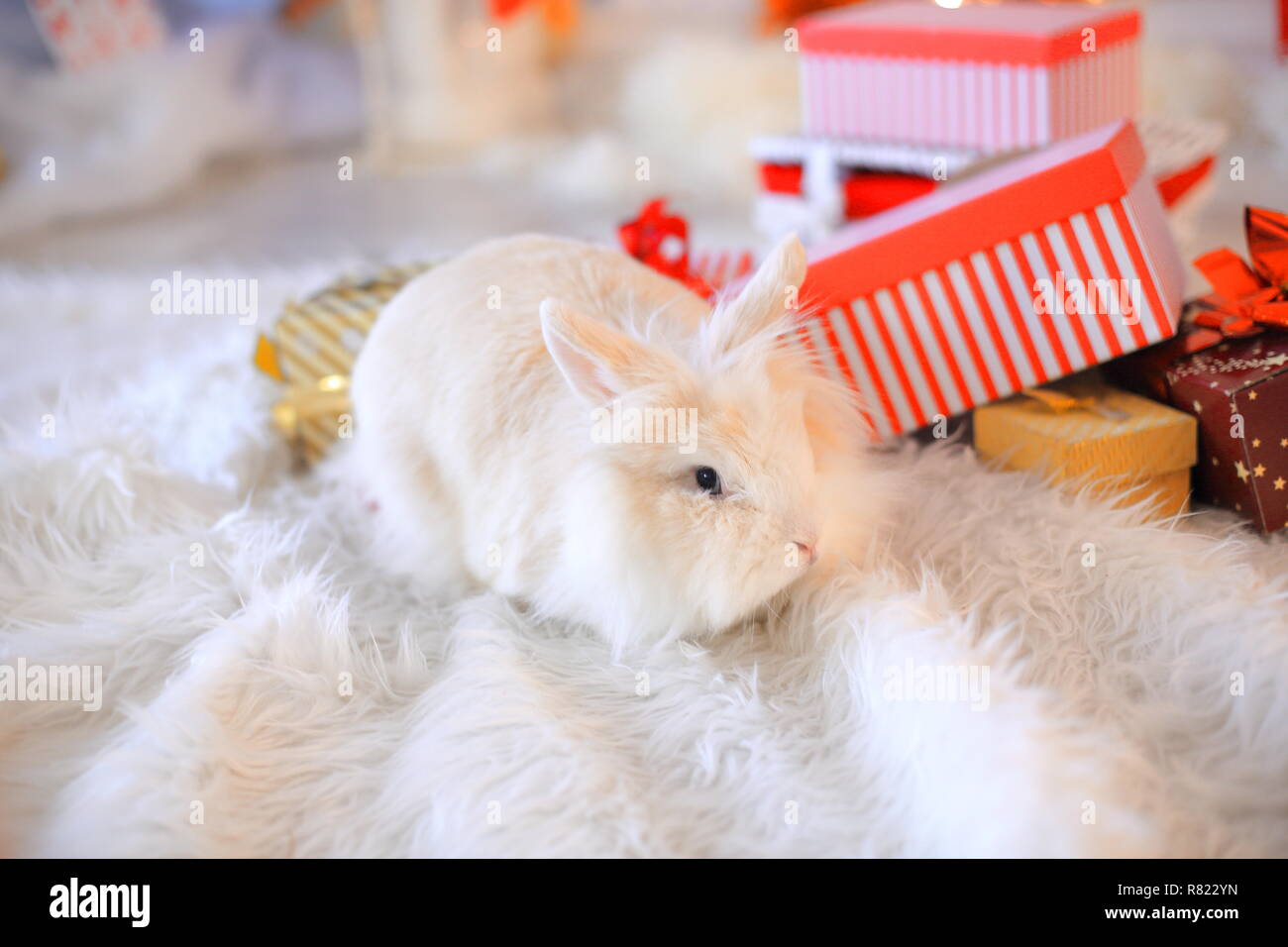 Santa rabbit new year hi-res stock photography and images - Alamy