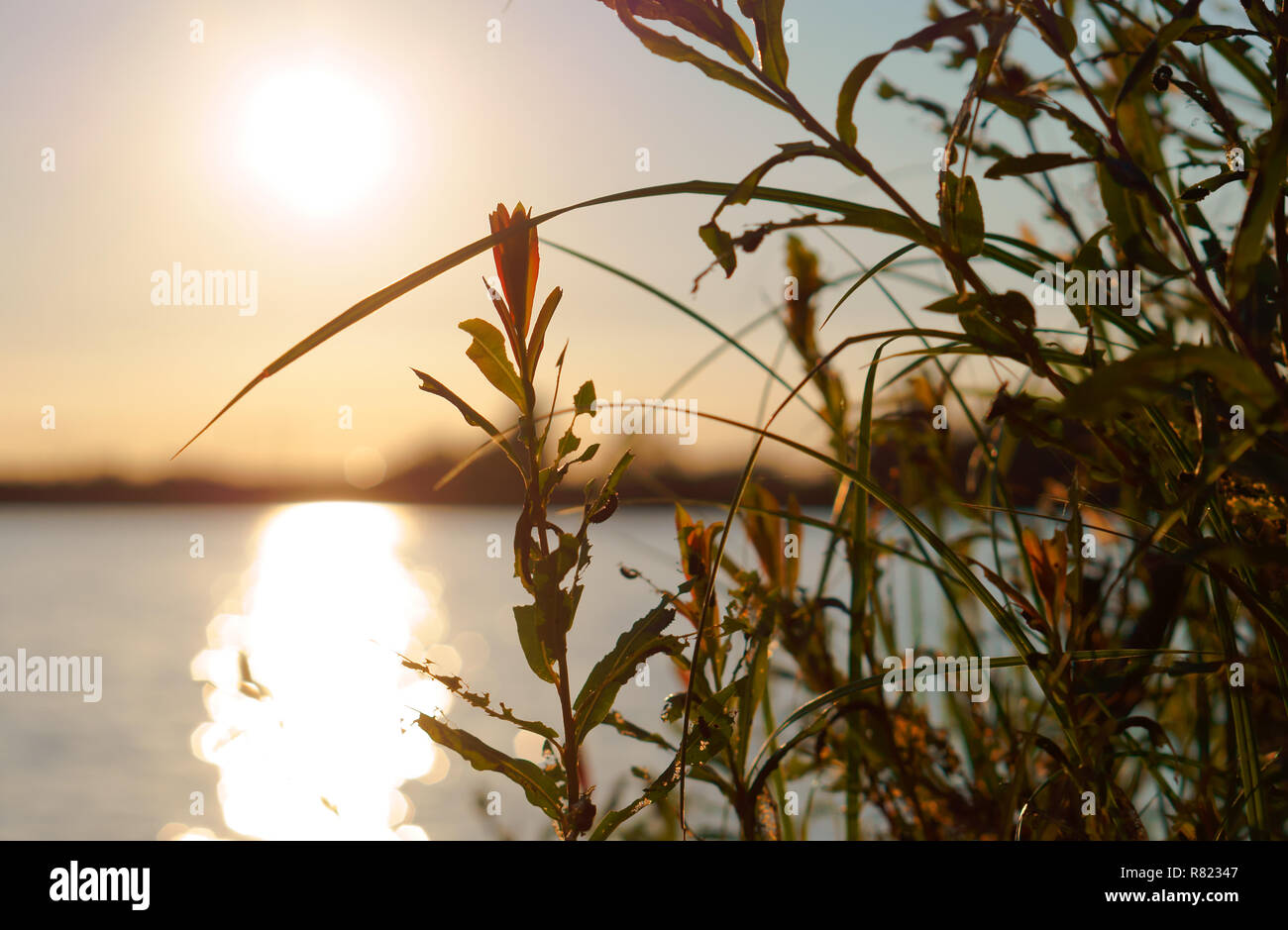 sunset through the grass, Sunny dawn on the shore of the lake Stock ...