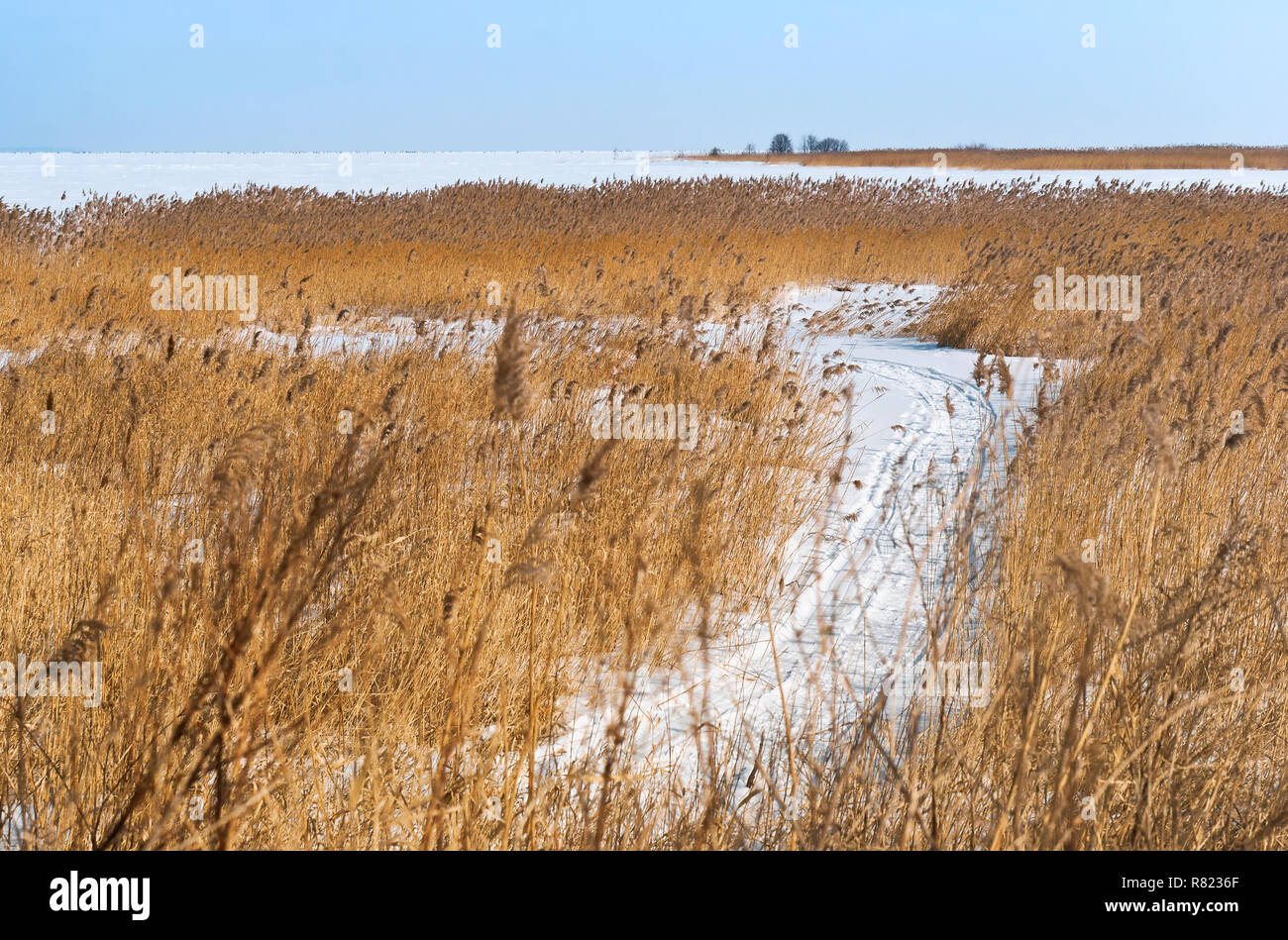 reeds on the shore of the reservoir, the path in the snow among the ...