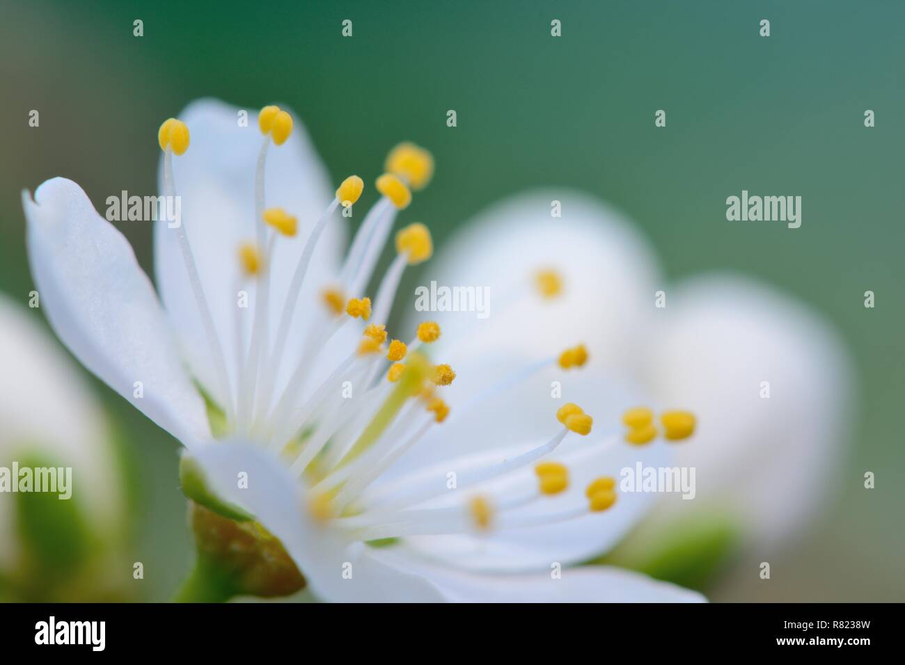 Sloe In Flower High Resolution Stock Photography and Images - Alamy