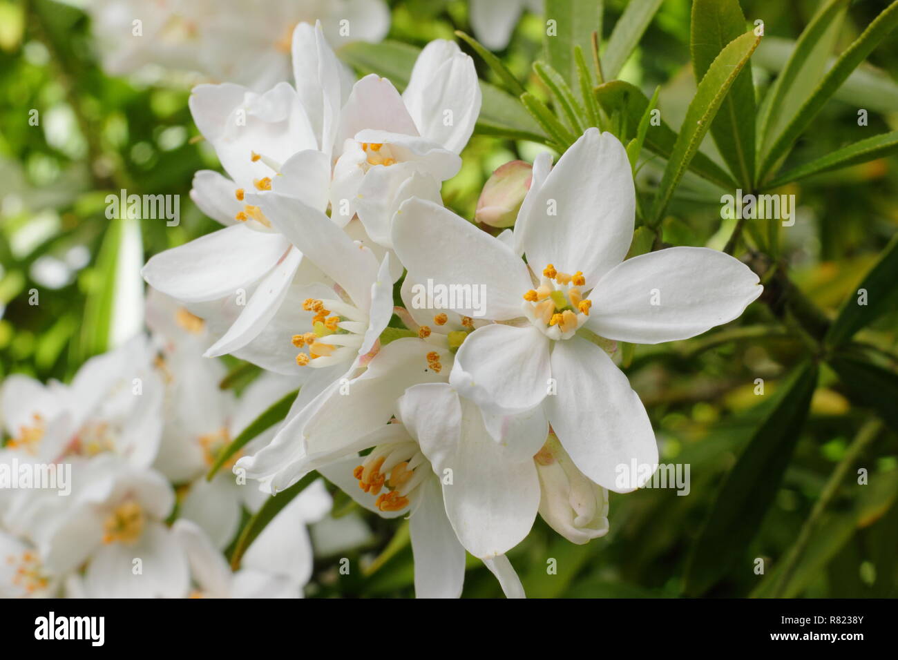 Spring blossoms of Choisya × dewitteana 'Aztec Pearl', also called ...
