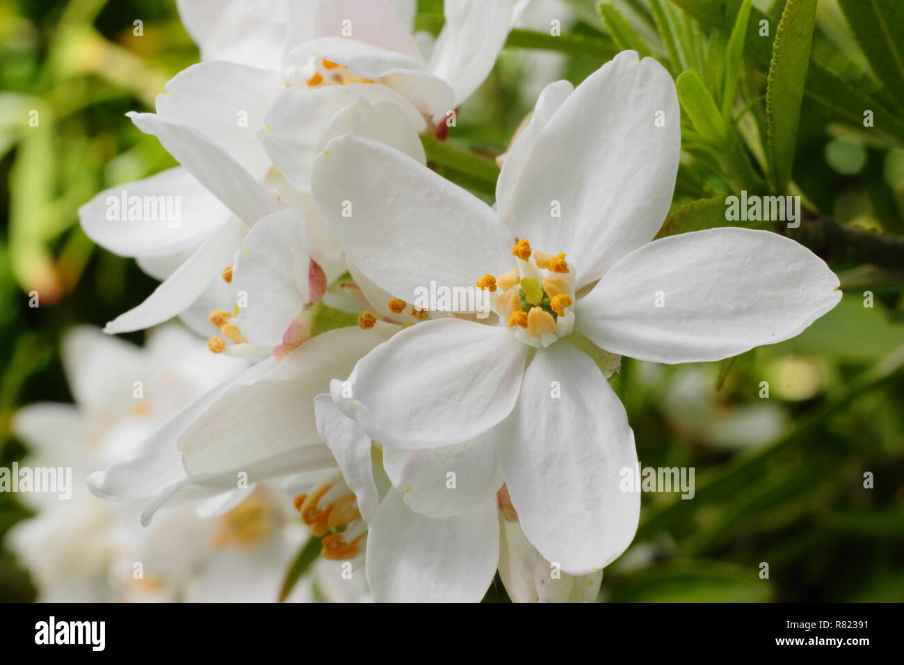 Spring blossoms of Choisya × dewitteana 'Aztec Pearl', also called ...