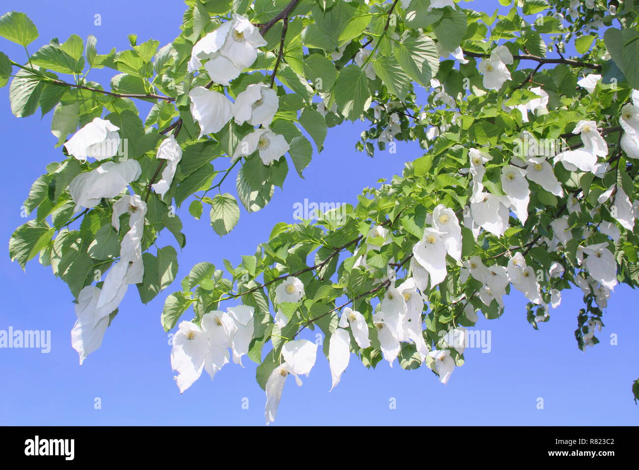 Davidia involucrata dove tree handkerchief tree hi-res stock ...