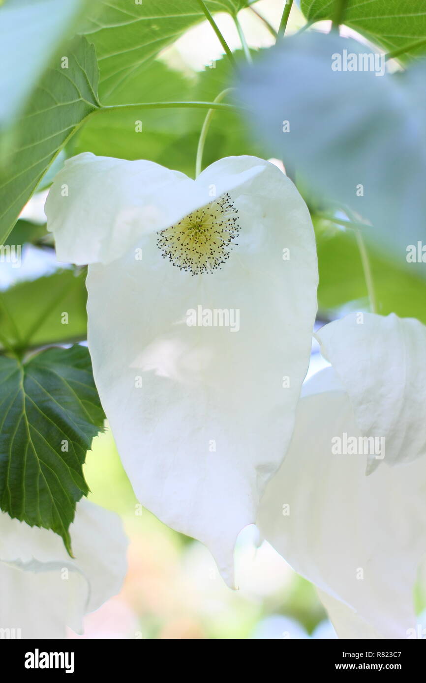 Davidia involucrata dove tree handkerchief tree hi-res stock ...