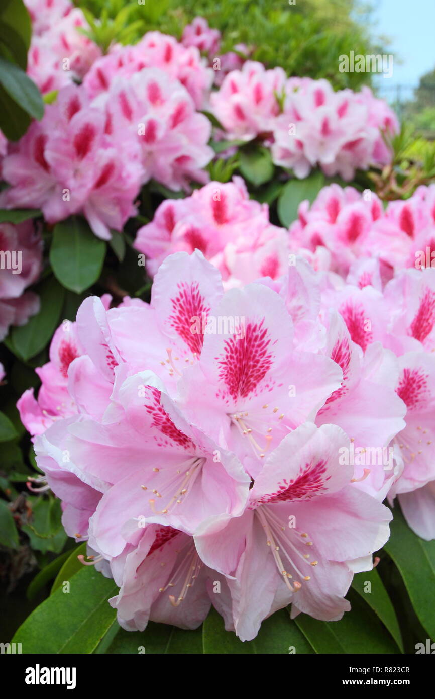Rhododendron furnival hi-res stock photography and images - Alamy