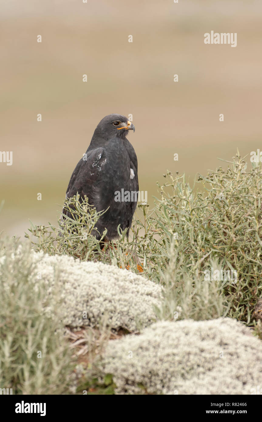 Augur Buzzard or North African Jackal buzzard (Buteo augur), Bale ...