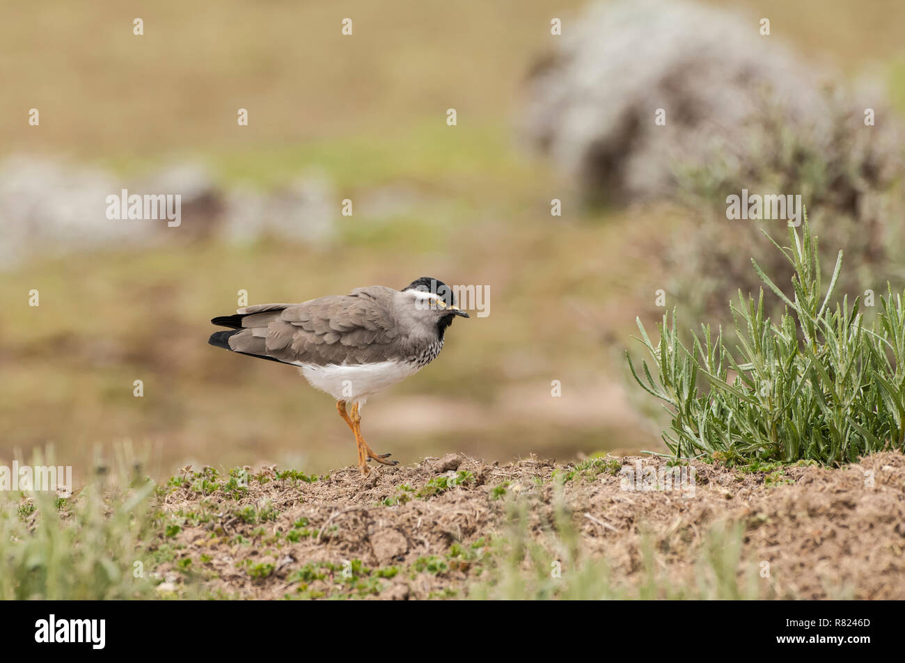 Spot-breasted Lapwing (Vanellus melanocephalus), Bale Mountains ...